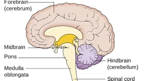 Midbrain Parts Diagram