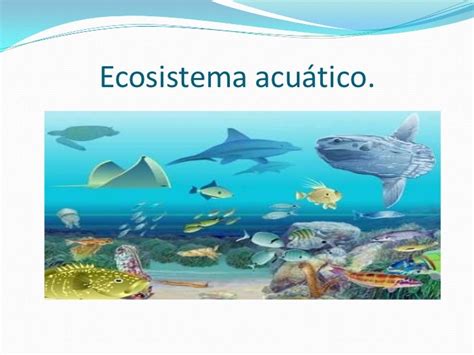 Cuadro Comparativo Ecosistema Terrestre Y Acuatico Ecosistemas El