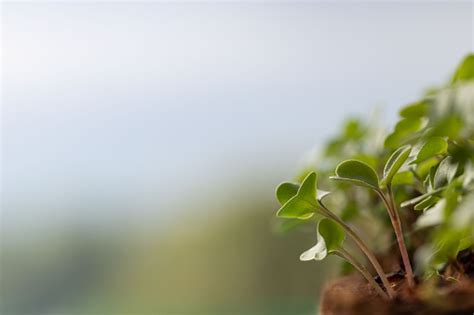 젊은 녹색 새싹 모종 아루굴라 회색 배경 복사 공간 배너위에 선택적 부드러운 초점 0명에 대한 스톡 사진 및 기타 이미지 0명 녹색 농업 Istock