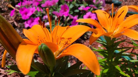 Quick Links • Offender Tracking Information System Otis