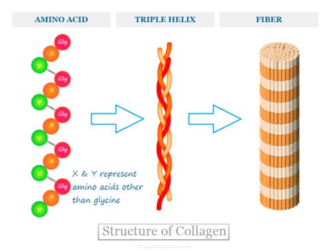Collagen Protein Benefits Function Sources Types
