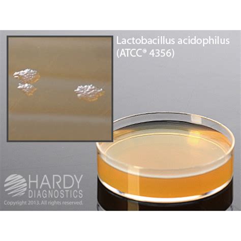 Hardy Diagnostic G197 Dry Culture Media Lactobacilli Mrs Agar Plate