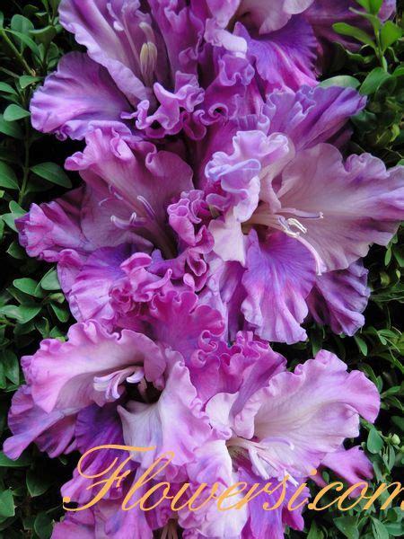 Гладиолус Врата Рая (Мирошниченко) | Paarse bloemen, Dahlia's, Clematis