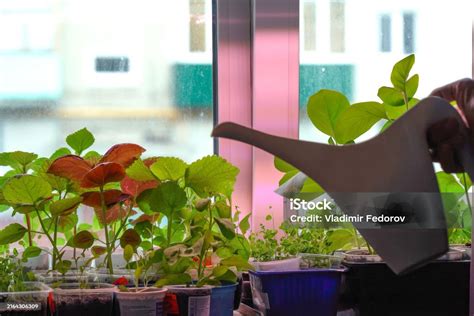 상쾌한 환경에서 창문 근처에 흰색 물뿌리개로 실내 식물에 물을 줍니다 55 59세에 대한 스톡 사진 및 기타 이미지 55 59세 가정 생활 건강한 생활방식 Istock