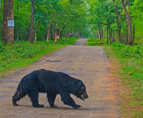 Sloth Bears Ant Eaters Of The Ursine World Roundglass Sustain