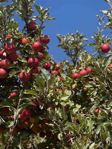 Perfect Day Apple Picking In Southern California Oak Glen Apple Farms