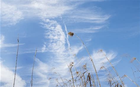 배경 화면 갈대 잔디 푸른 하늘 흰 구름 2880x1800 그림 이미지