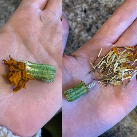 Harvesting Marigold Seeds For Next Year Rgardening
