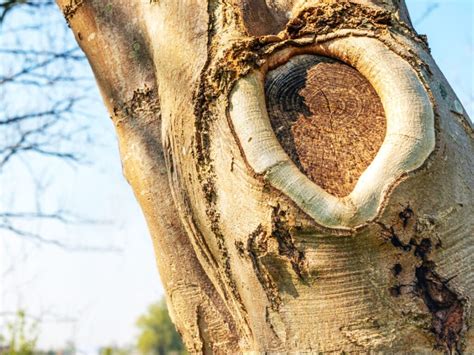 What Is Tree Wound Dressing Is It Appropriate To Apply Wound Dressing To Trees And How To