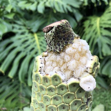 Monstera Deliciosa Buy Monstera Deliciosa Online From Miami Fruit