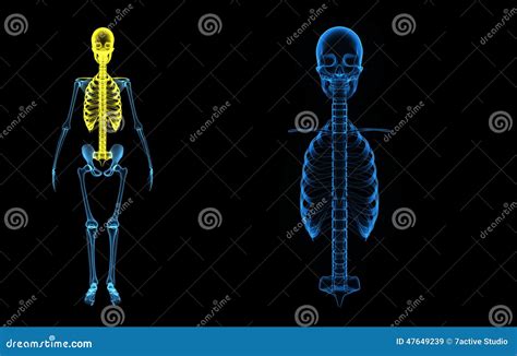 Structure Of The Vertebral Column Intervertebral Discs And Spinal Cord