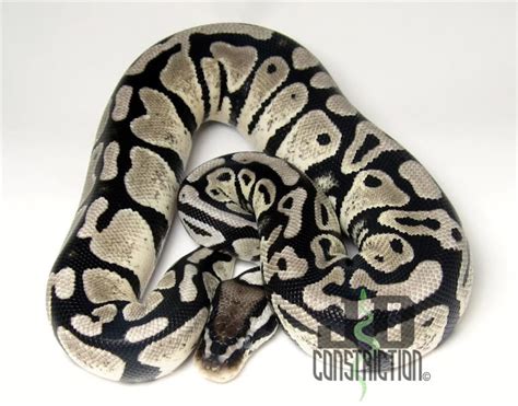 Axanthic Killer Bee Ball Python