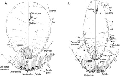 Habitus With Magnified Structures Of Two Main Subfamilies Of