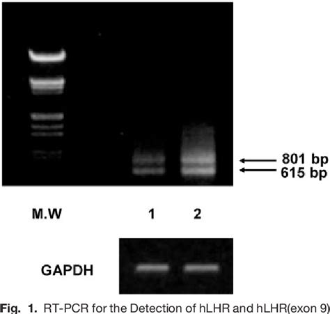 Figure From A Splice Variant Of The Human Luteinizing Hormone LH Receptor Modulates The