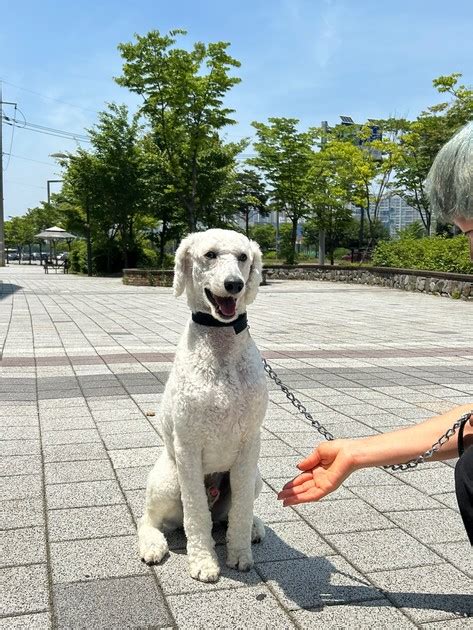 스탠다드푸들 동동이 엑조틱크기 터키시앙고라크기 페르시안크기 하이랜드폴드크기 애완견크기 반려견크기 소형견무료입양사이트 중형견무료입양사이트 대형견무료입양사이트 미니비숑프리제무료