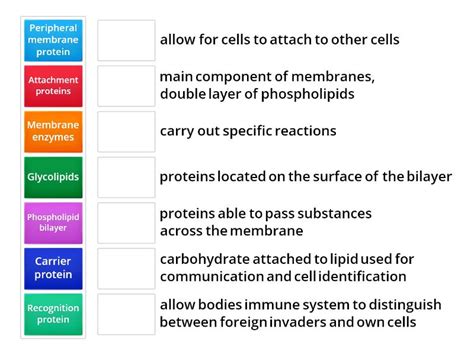 Plasma Membrane Practice 1 Match Up