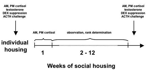 Relationship Between Social Rank And Cortisol And Testosterone Concentrations In Male Cynomolgus
