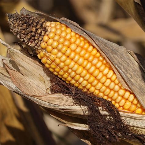 Global Crop Yield Prediction Dataset For Analysis Kaggle