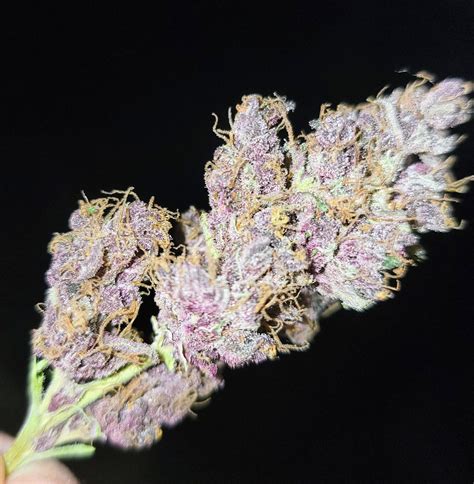 Forbidden Zkittlez X Raspberry Boogie Mosca Seeds R Purplegrowery