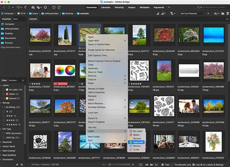5 Easy Adobe Bridge Tricks For Managing Digital Assets