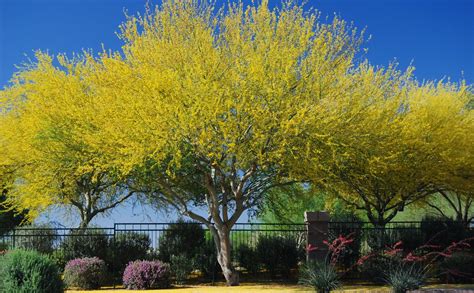 Palo Verde Trees Desert Landscape Design Desert Landscaping Garden