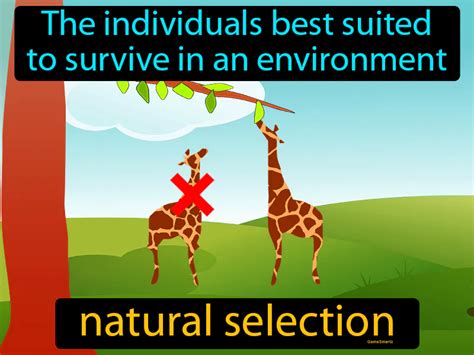 Video What Is Natural Selection Easy To Understand