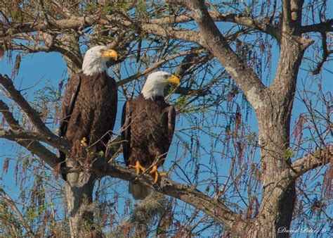 Bald Eagle Male Vs Female At Barbara Moser Blog