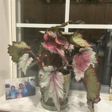 Peperomia Ruby Ripple Etsy