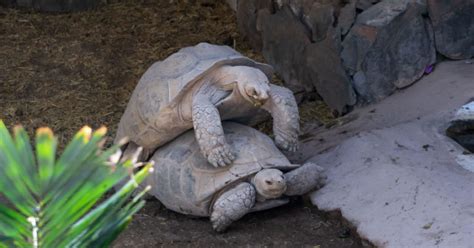 The Intriguing World Of Tortoise Anatomy You Need To Know
