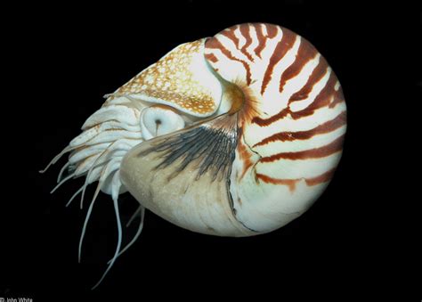 Chambered Nautilus Nautilus Pompilius013 Display Full Image