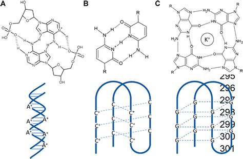 Frontiers Stimuli Responsive Programmable Dna Nanodevices For Biomedical Applications