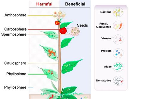 Phyllosphere Microorganisms Examples Factors Effects