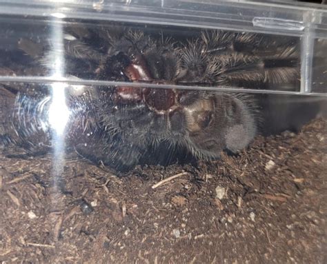 Help With Possible T Albo Vent Sexing R Tarantulas