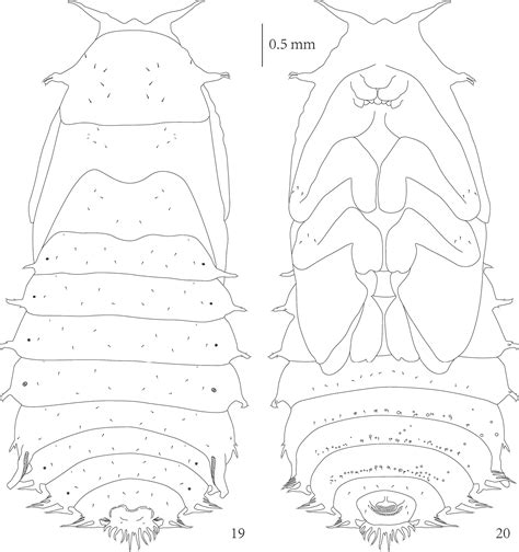 Live Predator Bugs Leaf Miner Golden Acre Home And Garden