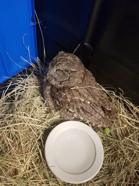 My Buddy Hootie Hoo Album On Imgur