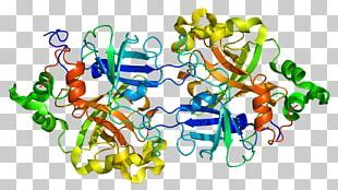 Complement System PNG Images Complement System Clipart Free Download