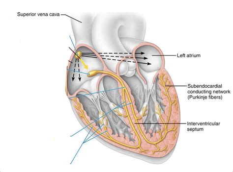 Intrinsic Conduction System Diagram Quizlet