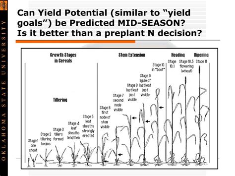 PPT OSU Corn Algorithm PowerPoint Presentation Free Download ID 6536155