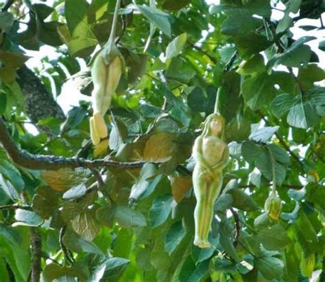 Weird Tree In Thailand Bears Unusual Fruit It Looks Like Women