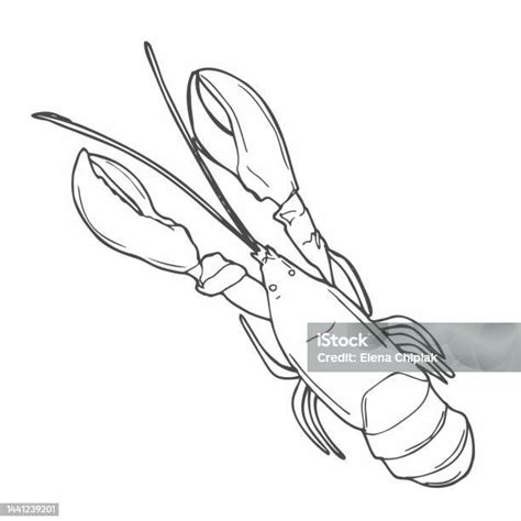 랍스터 손으로 그린 윤곽선 낙서 아이콘입니다 건강한 해산물의 벡터 스케치 그림 흰색 배경에 격리된 인쇄 웹 모바일 및 인포그래픽을 위한 랍스터 또는 암 갈고리 발톱에 대한