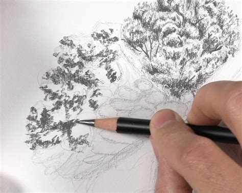 How To Draw A Tree With Leaves Let S Draw Today