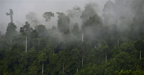 There Arent Enough Trees In The World To Offset Carbon Emissions And There Never Will Be