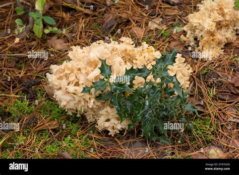 Wood Cauliflower Cauliflower Fungus Sparassis Crispa Rosette Of