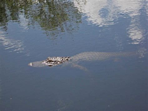 Alligator 1