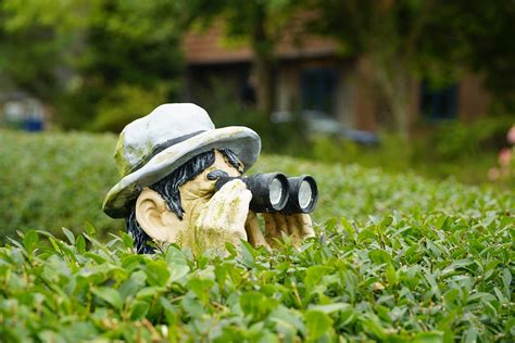 Free S T Peeper Peepers Images Pixabay