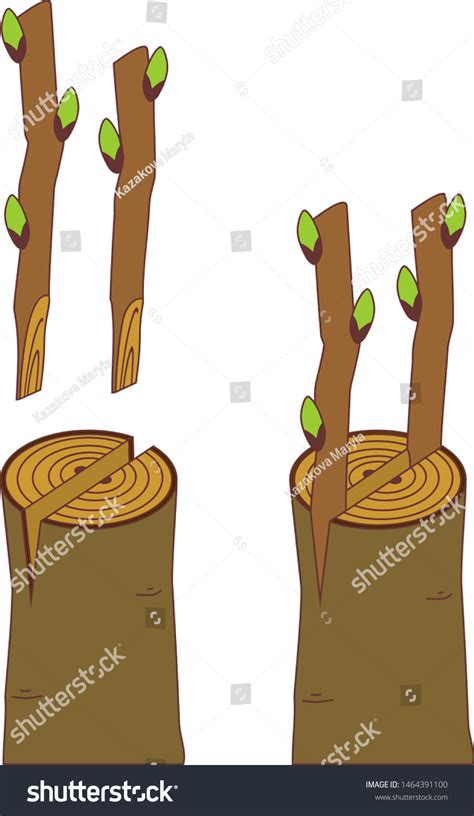 Spring Grafting Tree Cleft Graft Stock Vector Royalty Free 1464391100