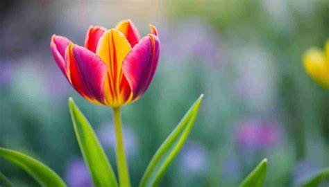 Tulip Pruning Guide Keep Your Blooms Vibrant