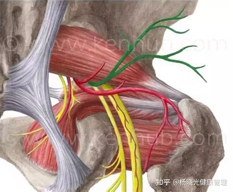 坐骨神经和肩胛上神经体表定位 知乎