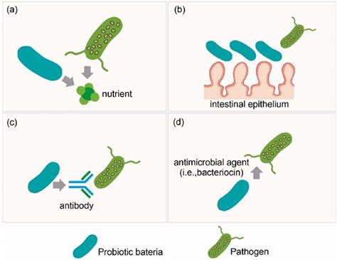 Probiotics Functions Against The Pathogen In The Intestine By A