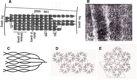 Structural Features Of Amylopectin Clusters A The Whole Scope Of Download Scientific Diagram